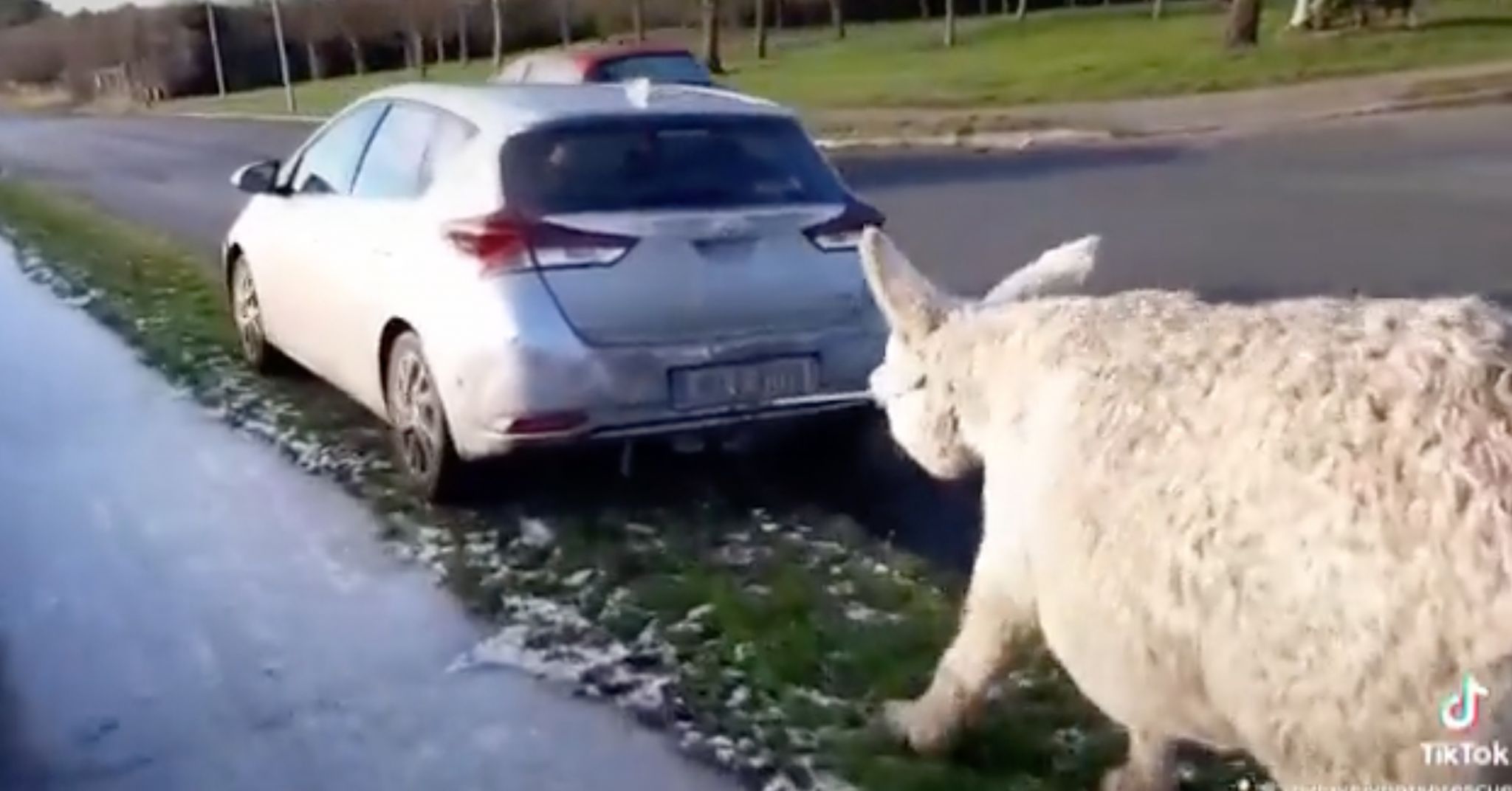 🚨 Disgusting video of man being unbelievably cruel to a donkey in Dublin